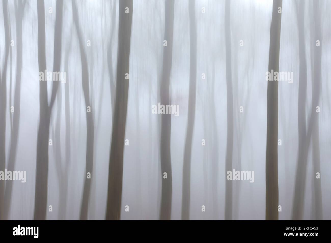 Intentional Camera Movement, Trees in the mist, Beechwoods Nature ...