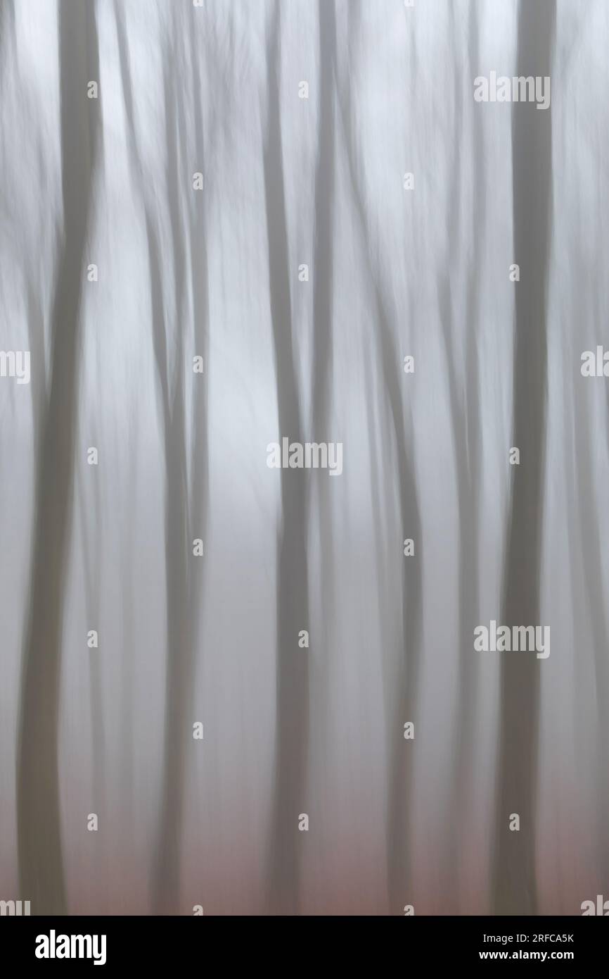 Intentional Camera Movement, Trees in the mist, Beechwoods Nature ...