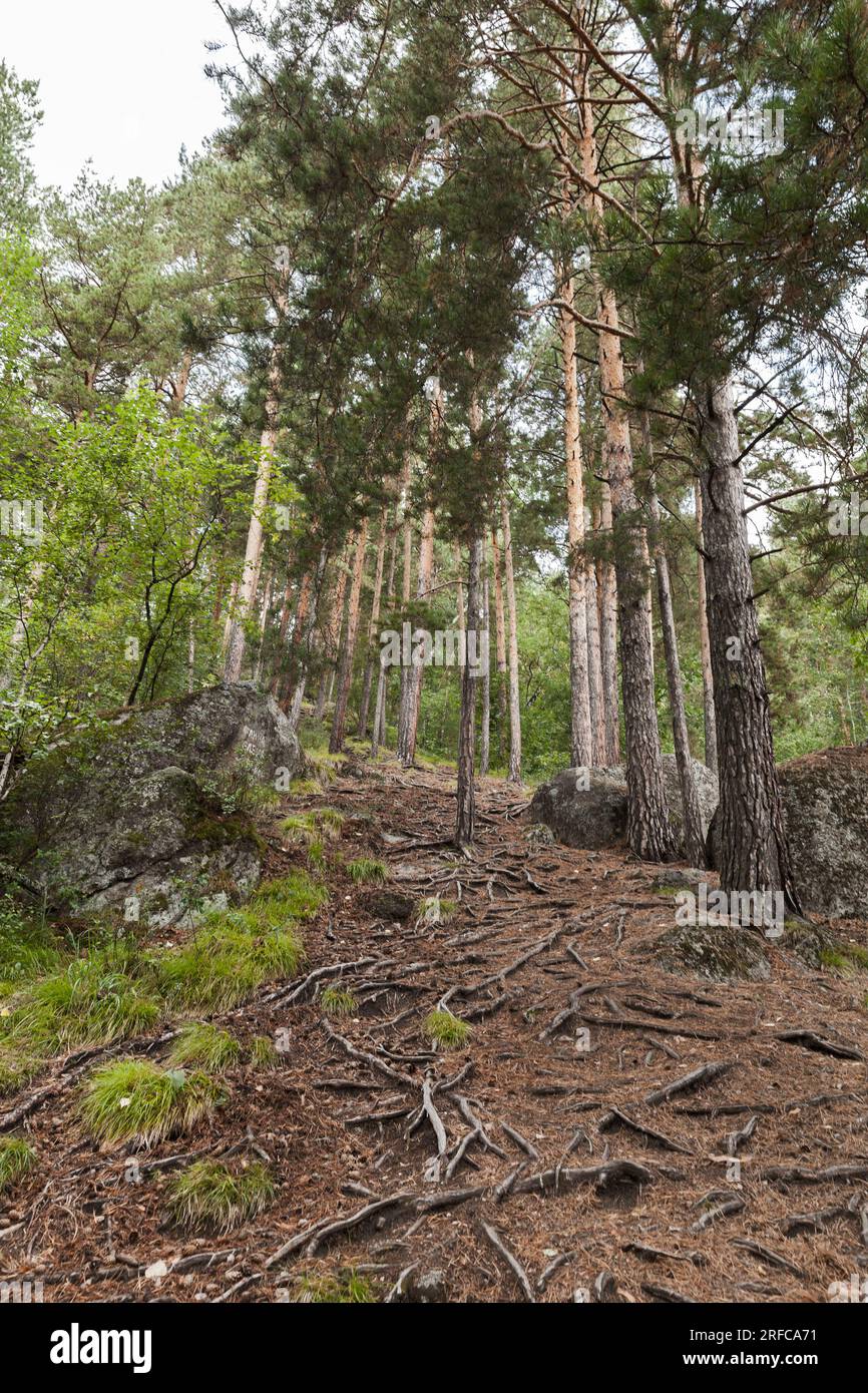 Trail with pine trees roots goes through the forest to the Mount ...