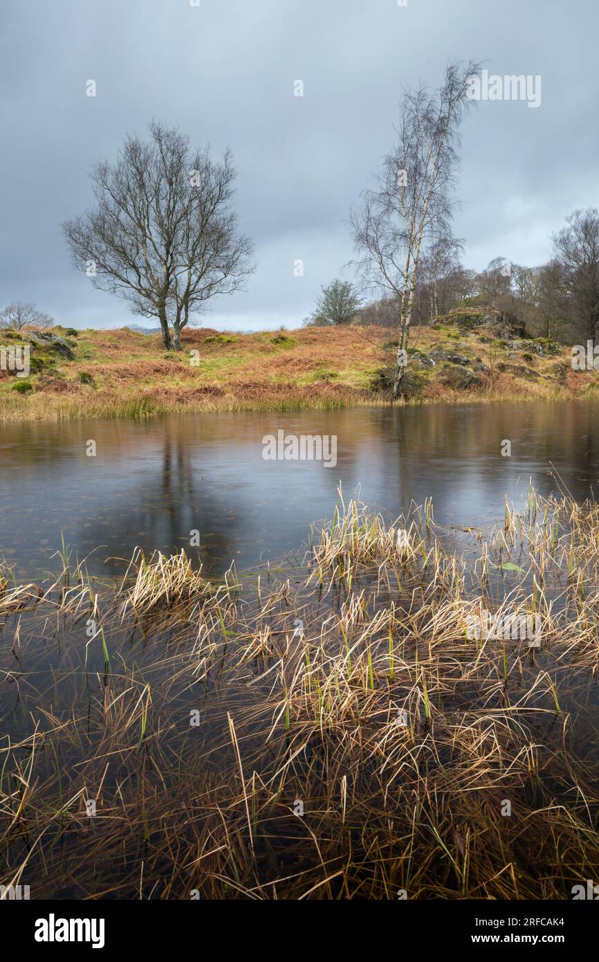 High Arnside Tarn, Lake District, UK Stock Photo - Alamy