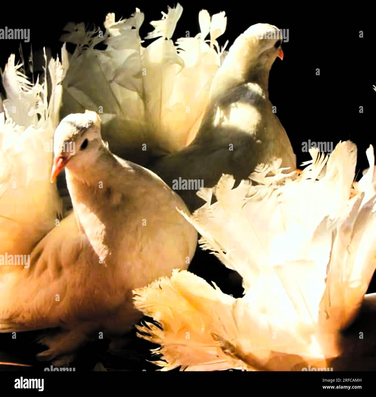 MIRROR REFLECTION PHOTOGRAPHY Stock Photo - Alamy