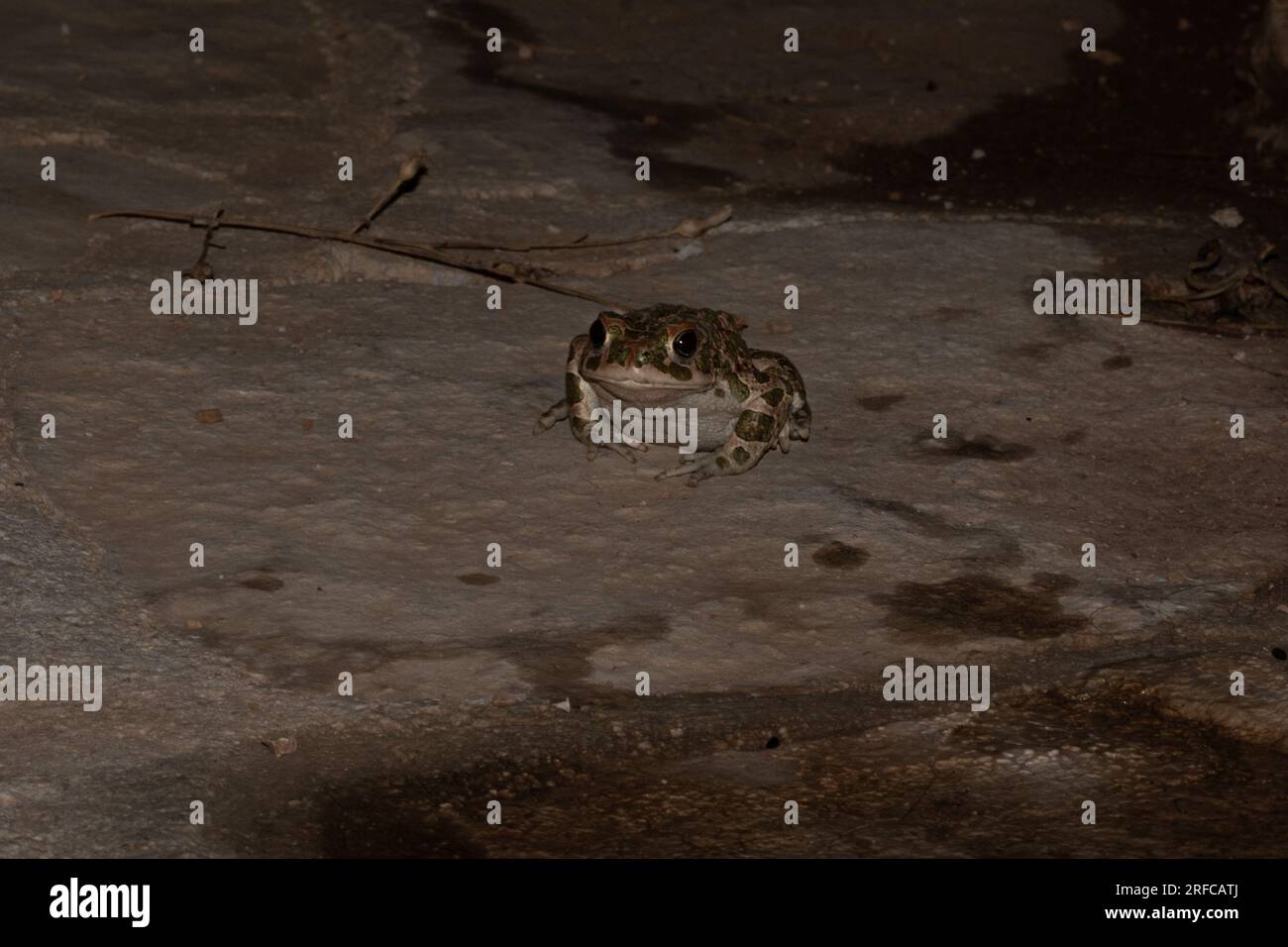 European green toad (Bufotes viridis) frog Stock Photo - Alamy