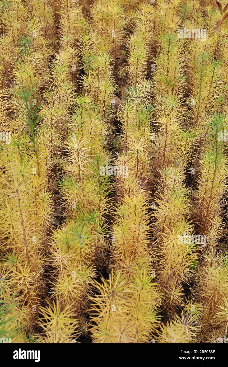 Larch seedling plant hi-res stock photography and images - Alamy