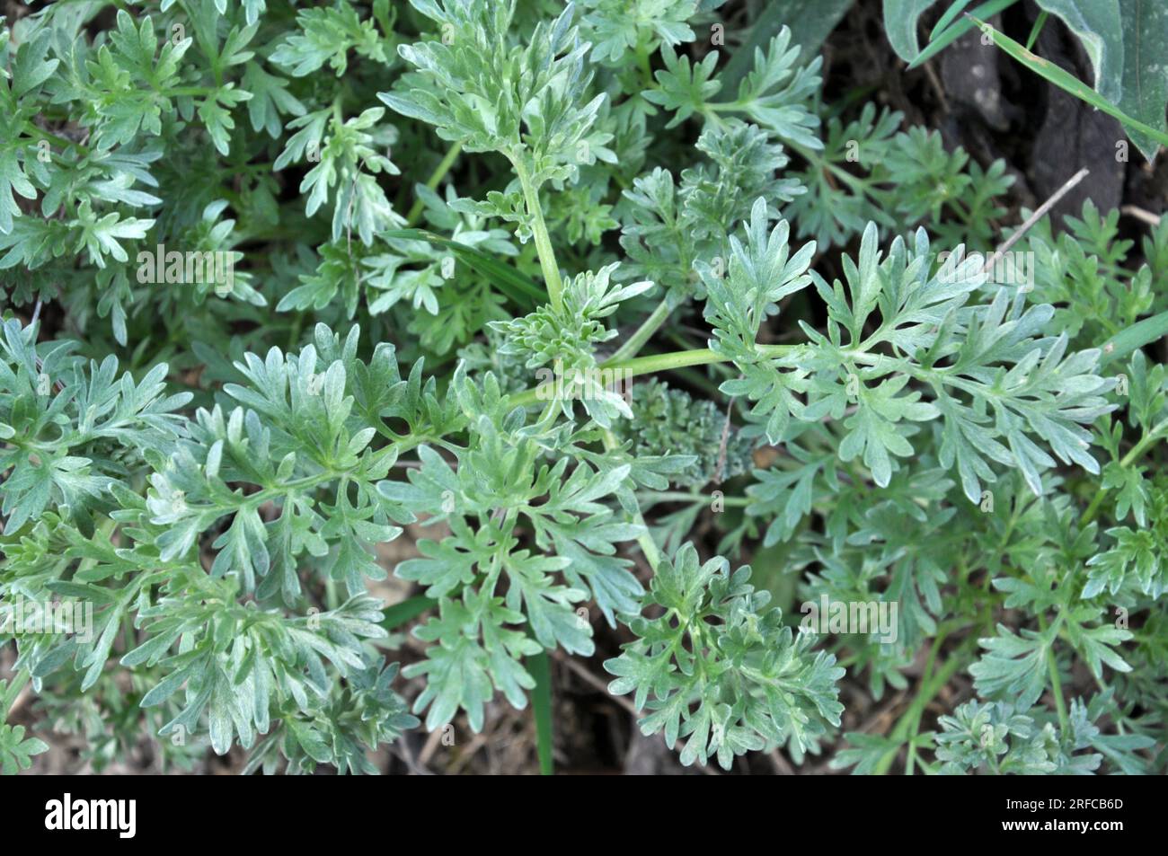 Bitter wormwood (Artemisia absinthium) bush grows in the wild Stock ...