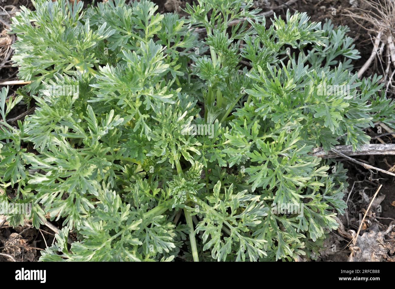 Bitter wormwood (Artemisia absinthium) bush grows in the wild Stock ...