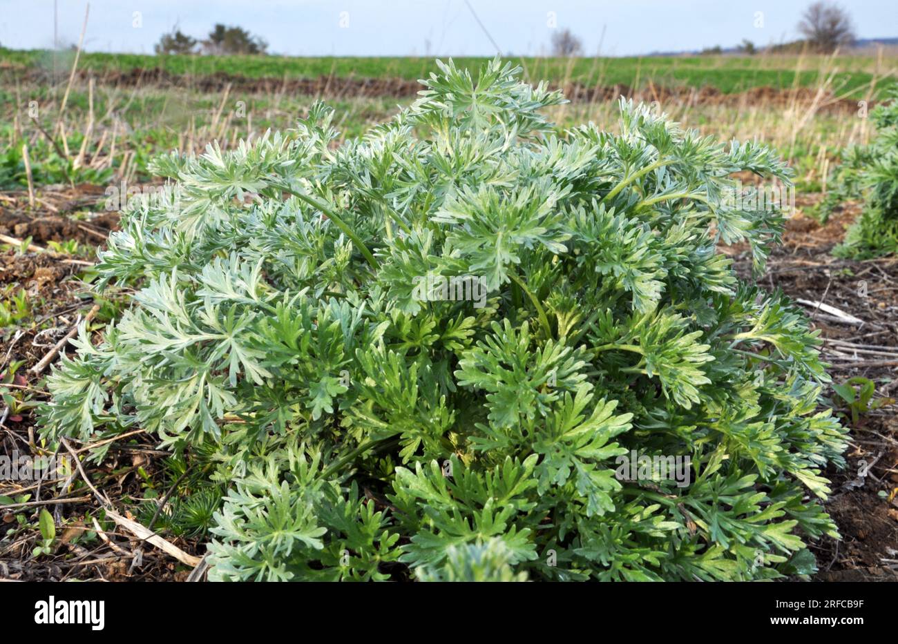Bitter wormwood (Artemisia absinthium) bush grows in the wild Stock ...