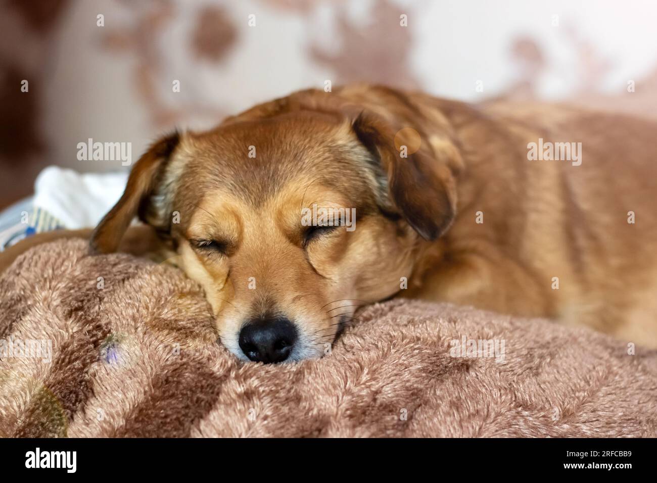 Little red dog sleeping in bed close up Stock Photo - Alamy