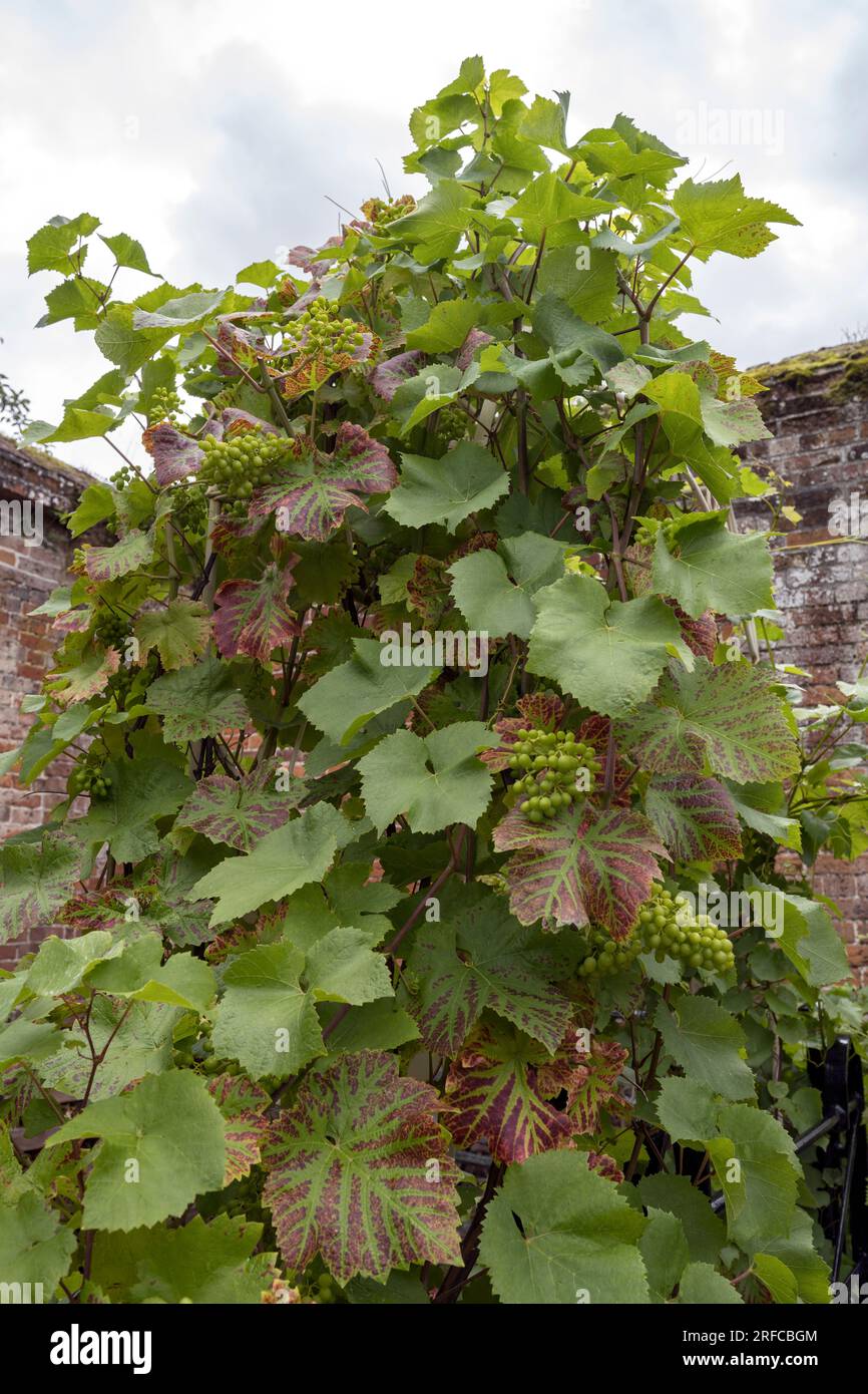 Grapevine pergola hi-res stock photography and images - Alamy