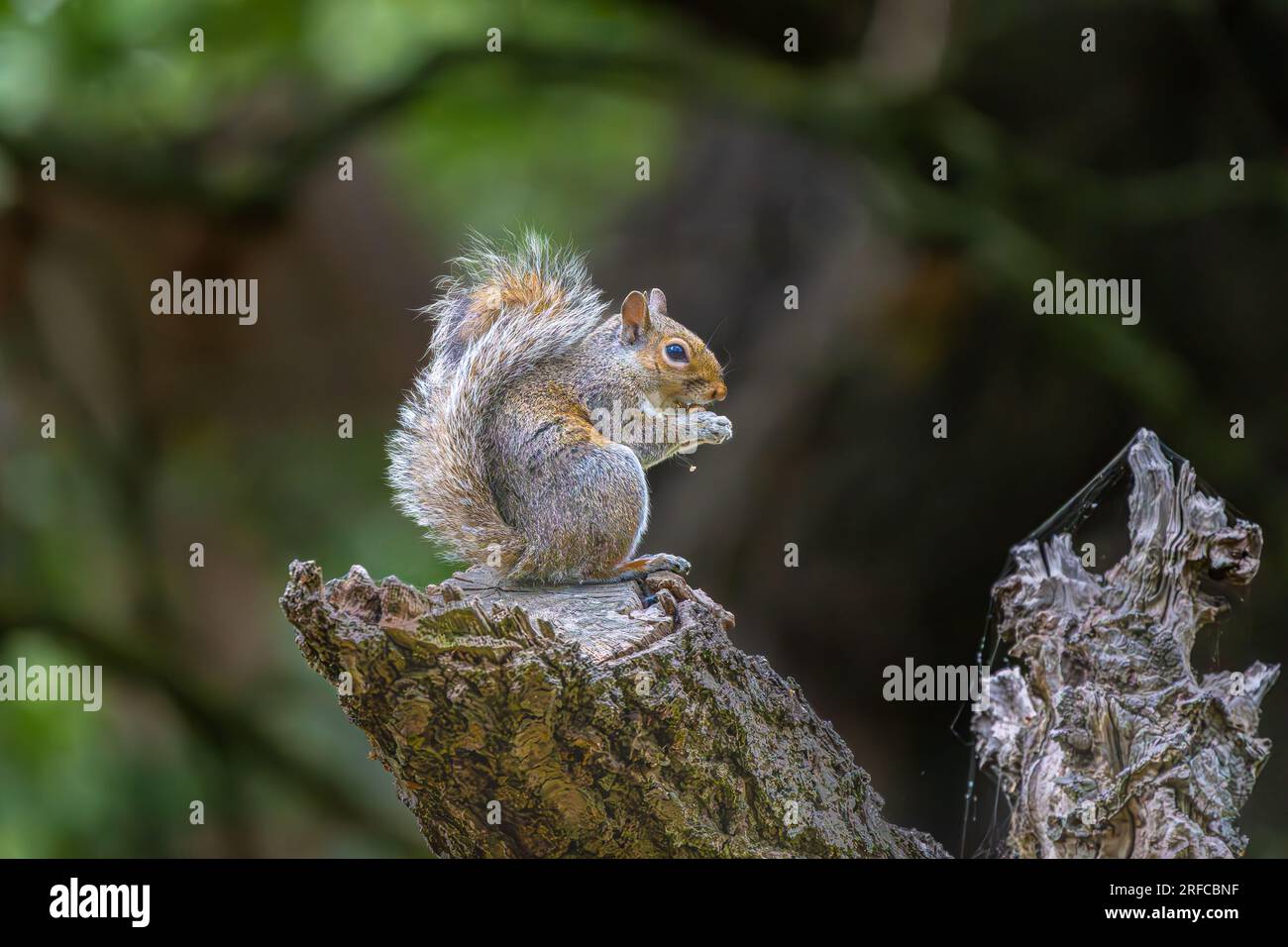 Cute Squirrels sitting on a tree stump eating a nut Stock Photo - Alamy