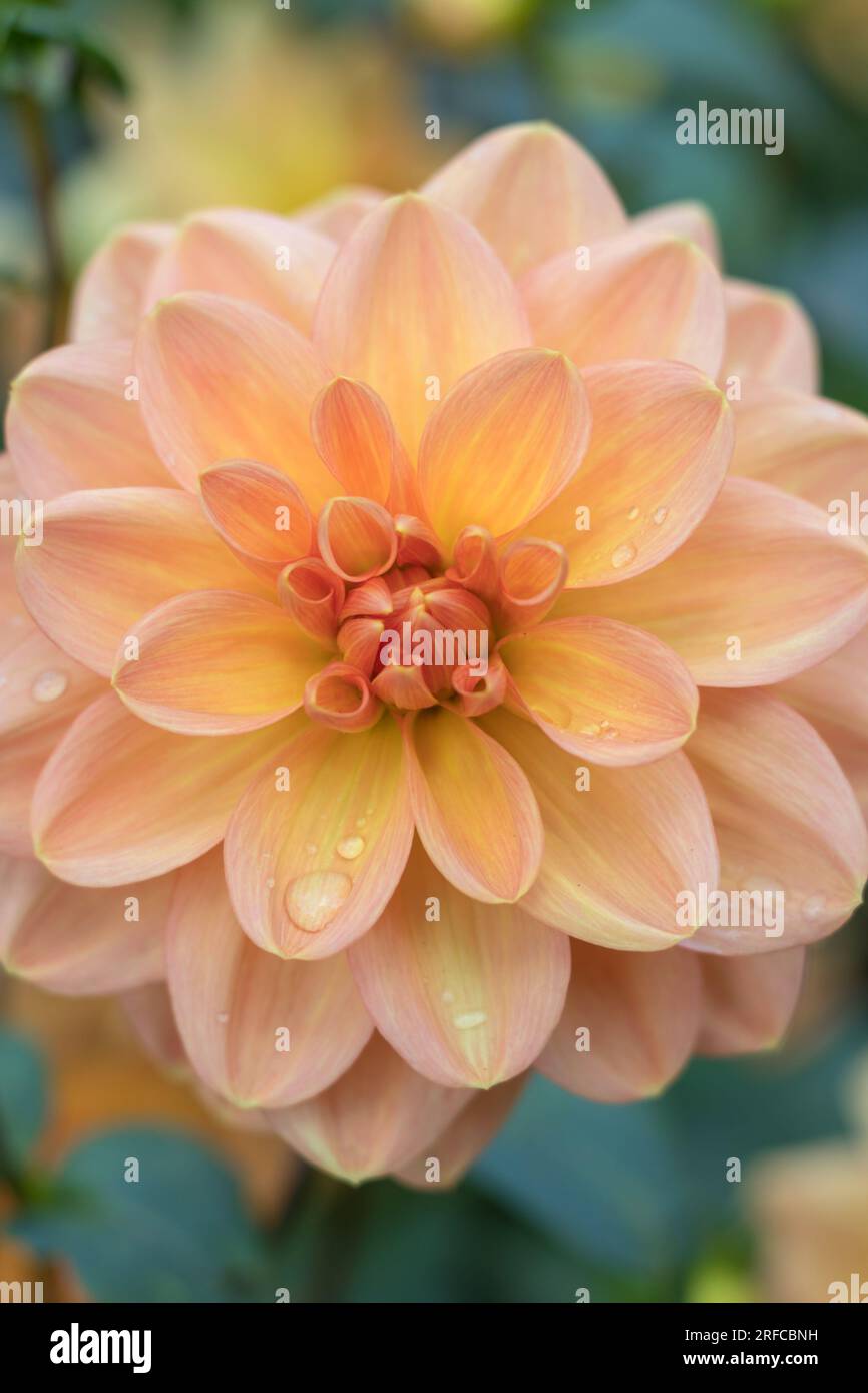 Peach coloured Dahlia Flower Stock Photo - Alamy