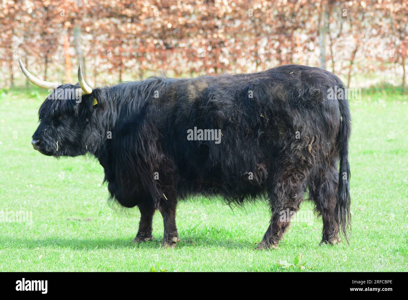 The Highland cattle aka Kyloe is a Scottish breed of rustic beef cattle ...