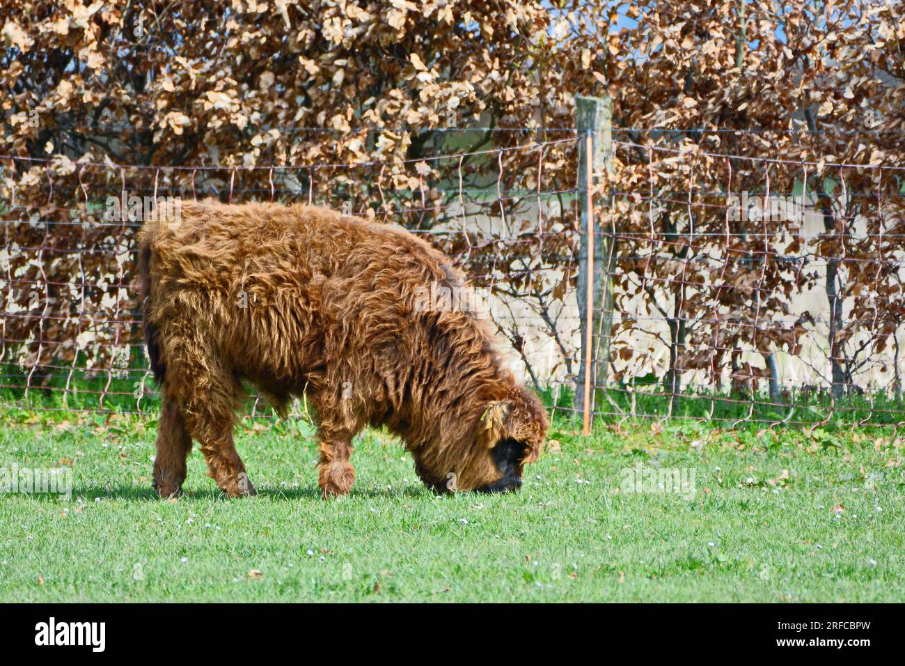 The Highland cattle aka Kyloe is a Scottish breed of rustic beef cattle ...