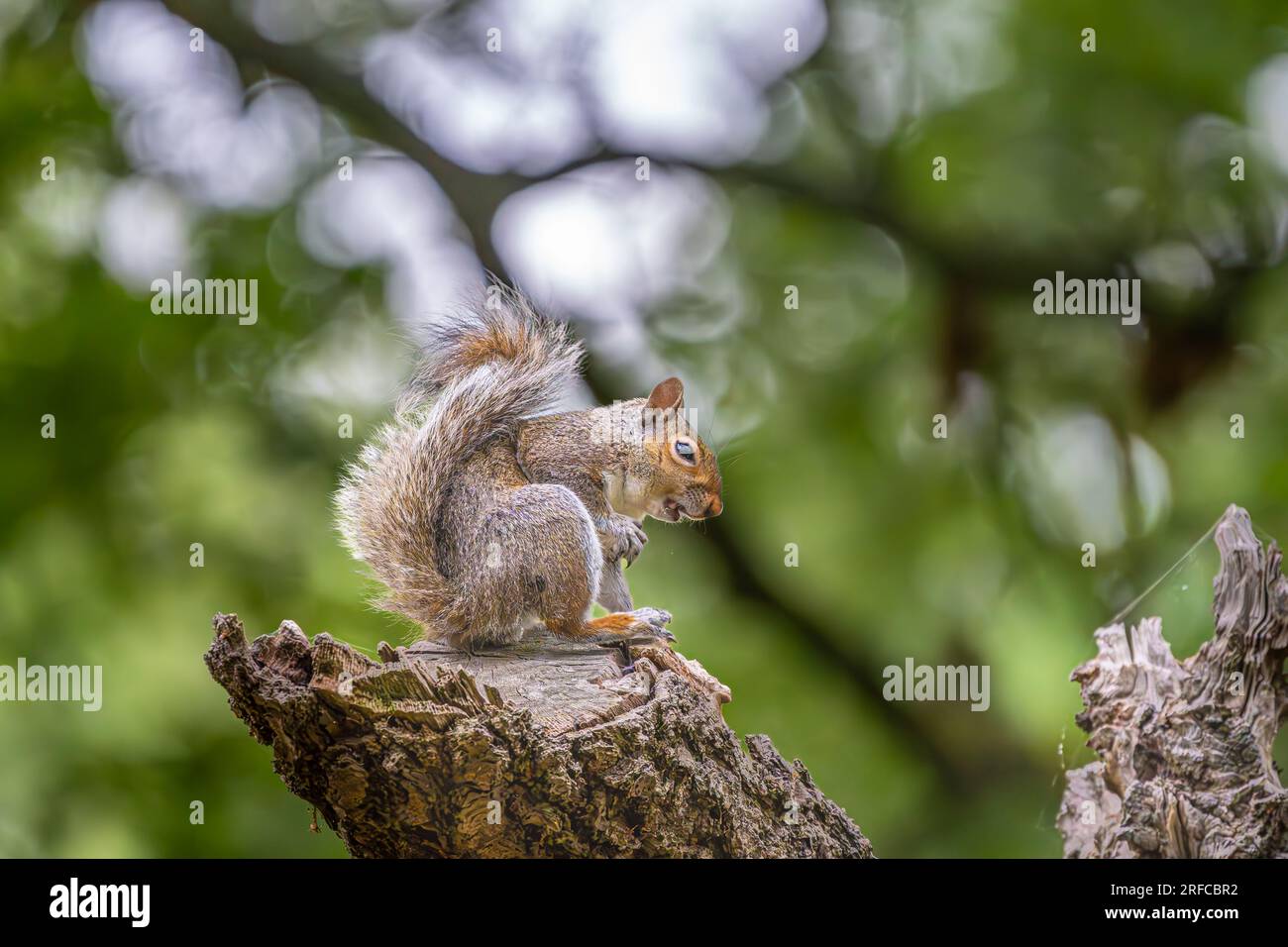Cute Squirrels sitting on a tree stump eating a nut Stock Photo - Alamy