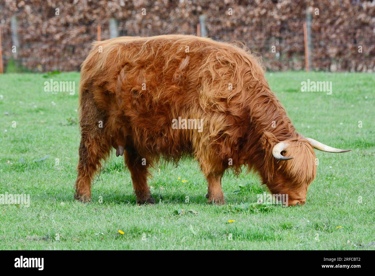 The Highland cattle aka Kyloe is a Scottish breed of rustic beef cattle ...