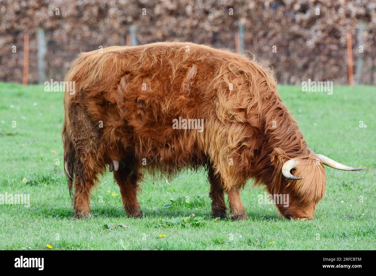 The Highland cattle aka Kyloe is a Scottish breed of rustic beef cattle ...