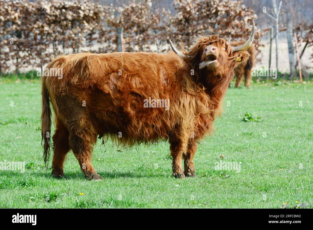 The Highland cattle aka Kyloe is a Scottish breed of rustic beef cattle ...