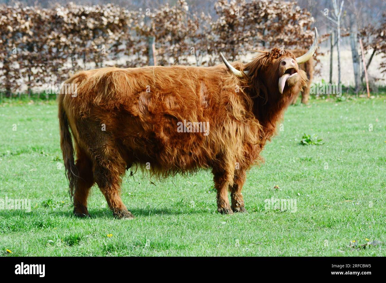 The Highland cattle aka Kyloe is a Scottish breed of rustic beef cattle ...