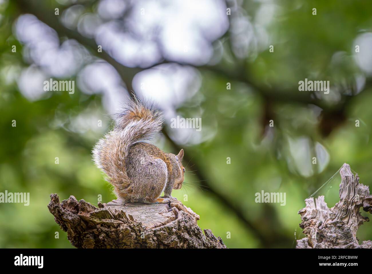 Cute Squirrels sitting on a tree stump eating a nut Stock Photo - Alamy