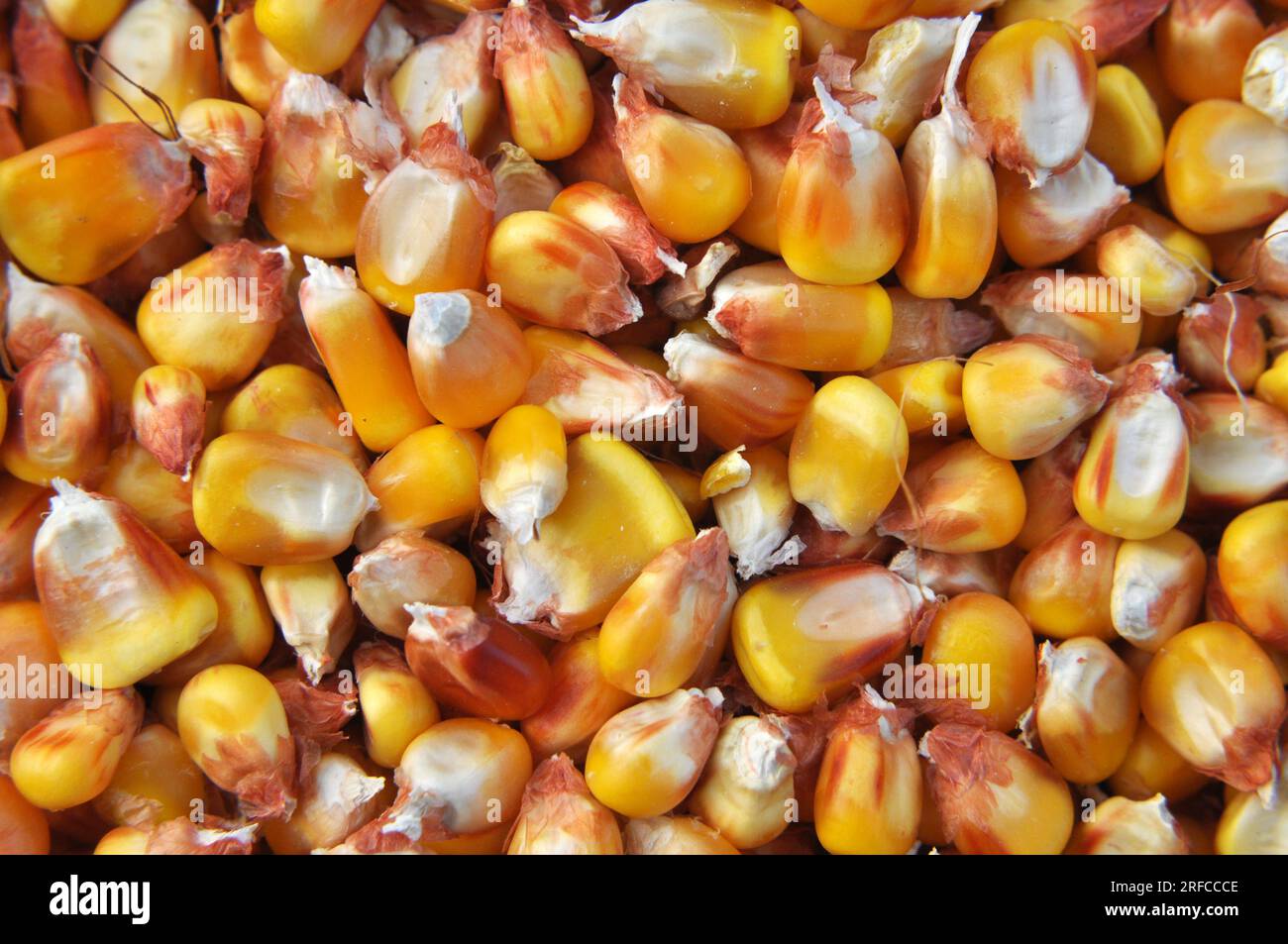 Threshed corn hi-res stock photography and images - Alamy