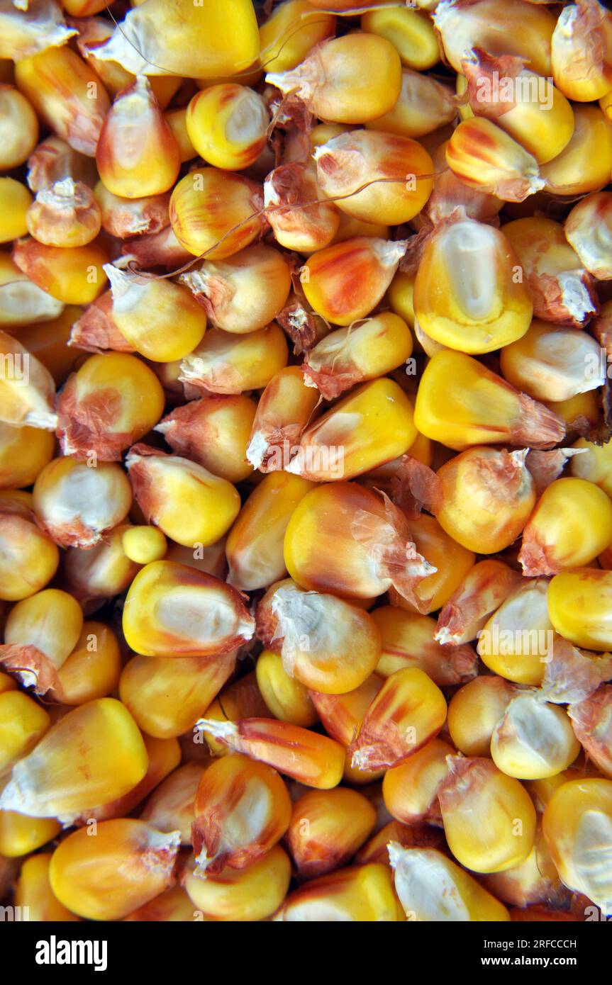 Threshed corn hi-res stock photography and images - Alamy