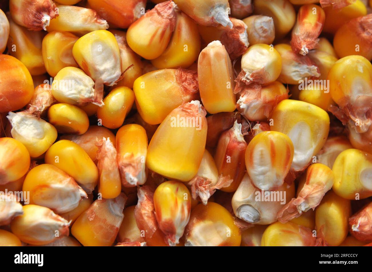 Threshed corn hi-res stock photography and images - Alamy