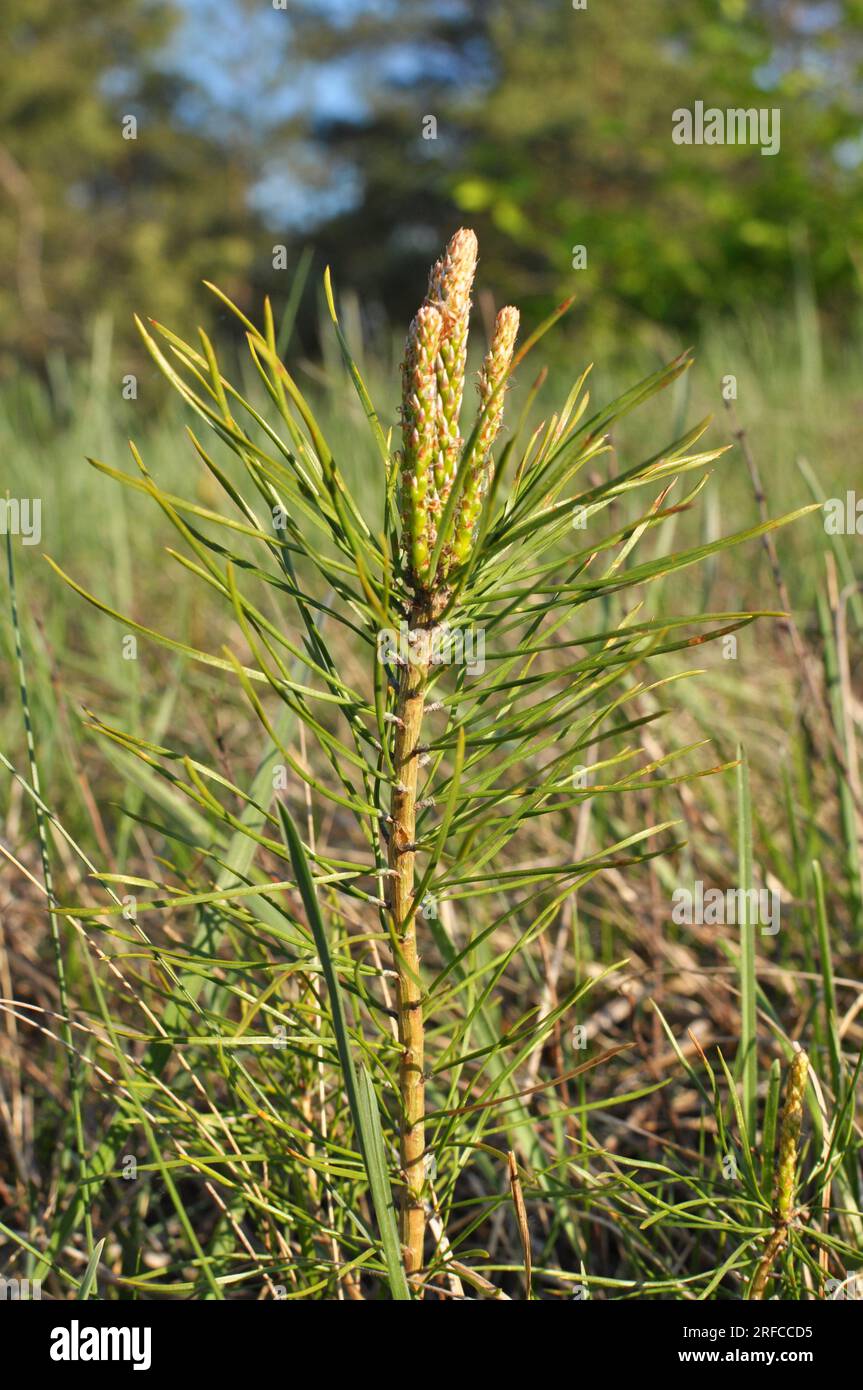 Young self-seeding pine tree growing in the wild Stock Photo - Alamy