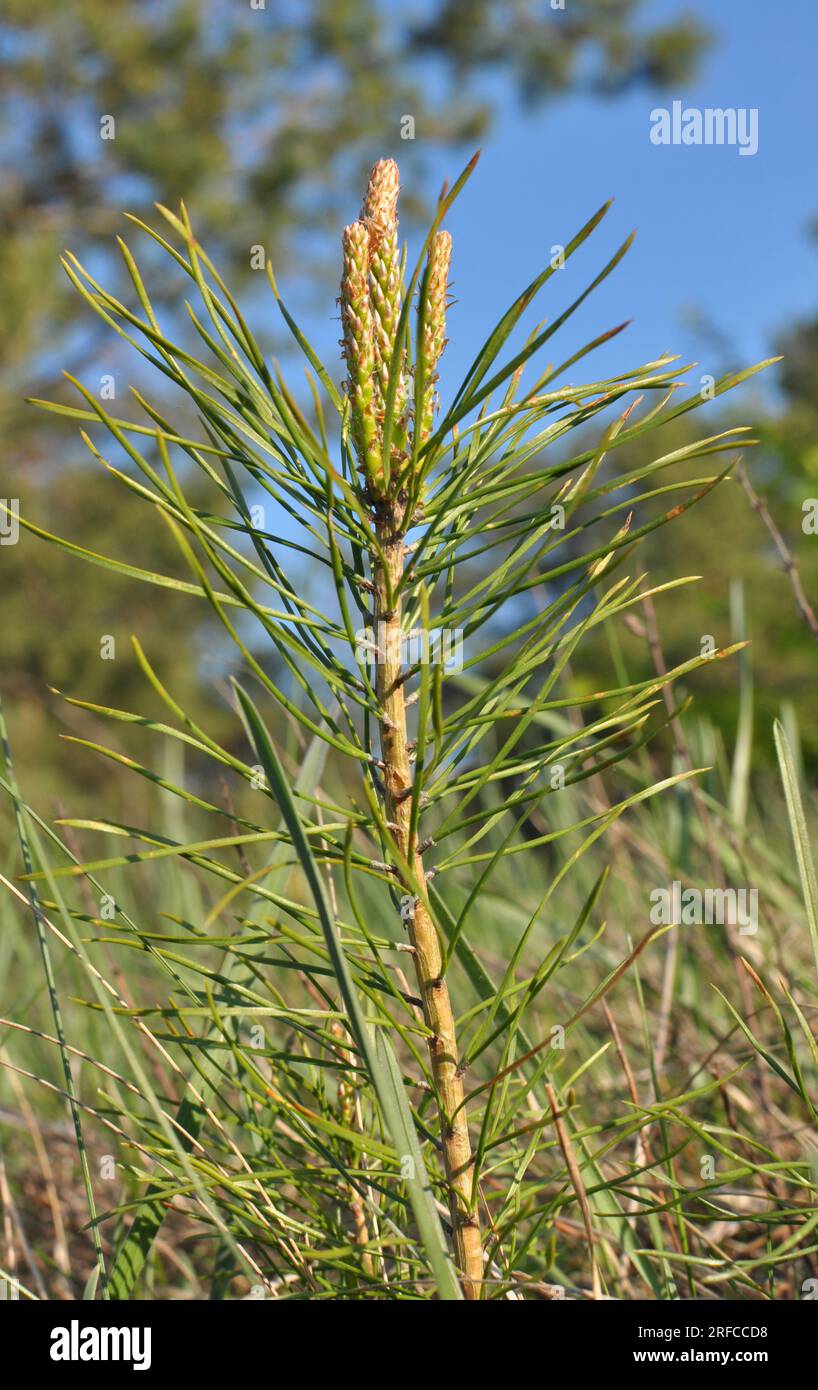 Young self-seeding pine tree growing in the wild Stock Photo - Alamy