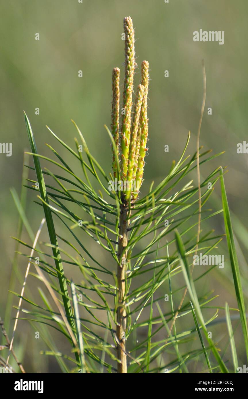 Young self-seeding pine tree growing in the wild Stock Photo - Alamy