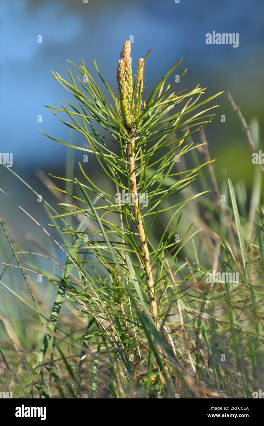 Young self-seeding pine tree growing in the wild Stock Photo - Alamy