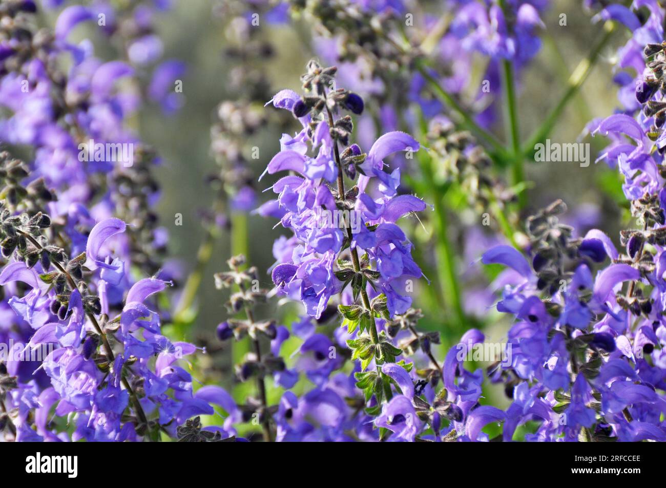 Summer sage (Salvia pratensis) blooms among wild herbs Stock Photo - Alamy