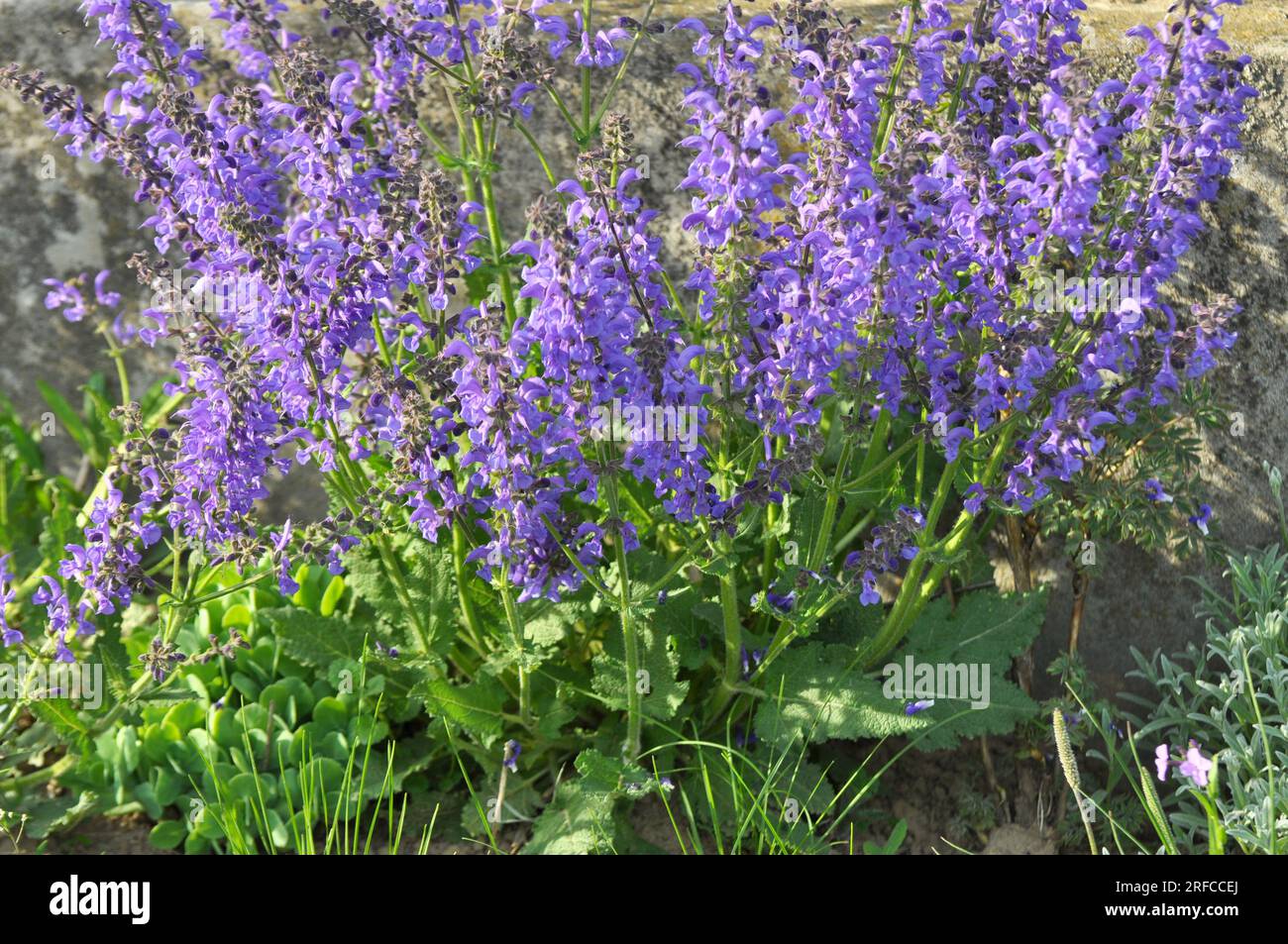 Summer sage (Salvia pratensis) blooms among wild herbs Stock Photo - Alamy