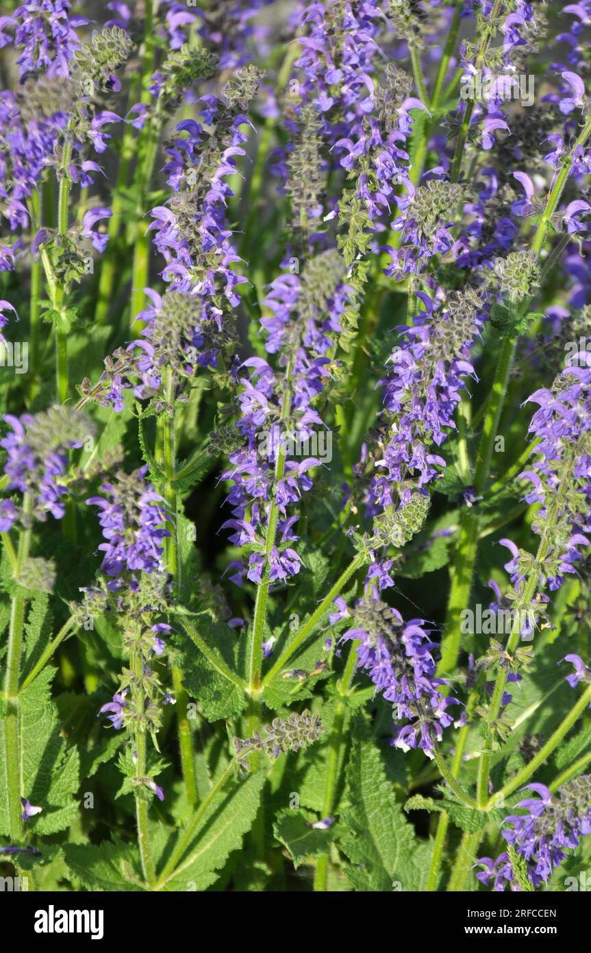 Summer sage (Salvia pratensis) blooms among wild herbs Stock Photo - Alamy