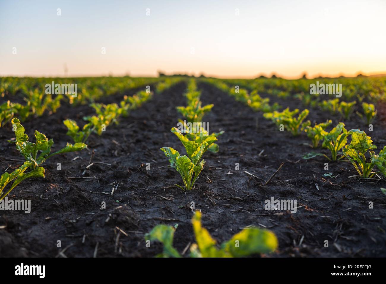 Agricultural scenery of sweet sugar beet field with sunset sky ...