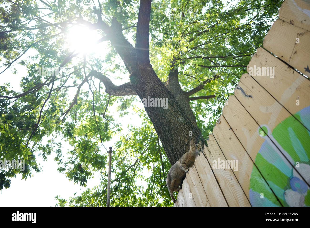 A stray cat walks on a fence outside of Sidewinder Coffee, Tuesday, Aug ...