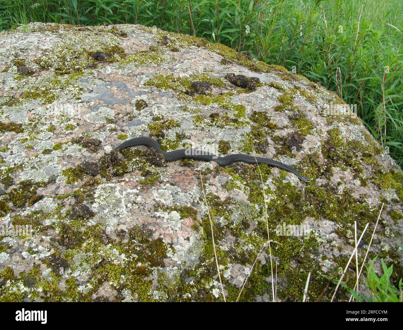Adder (Vipera berus), black morph. Snake basks on erratic boulder in ...