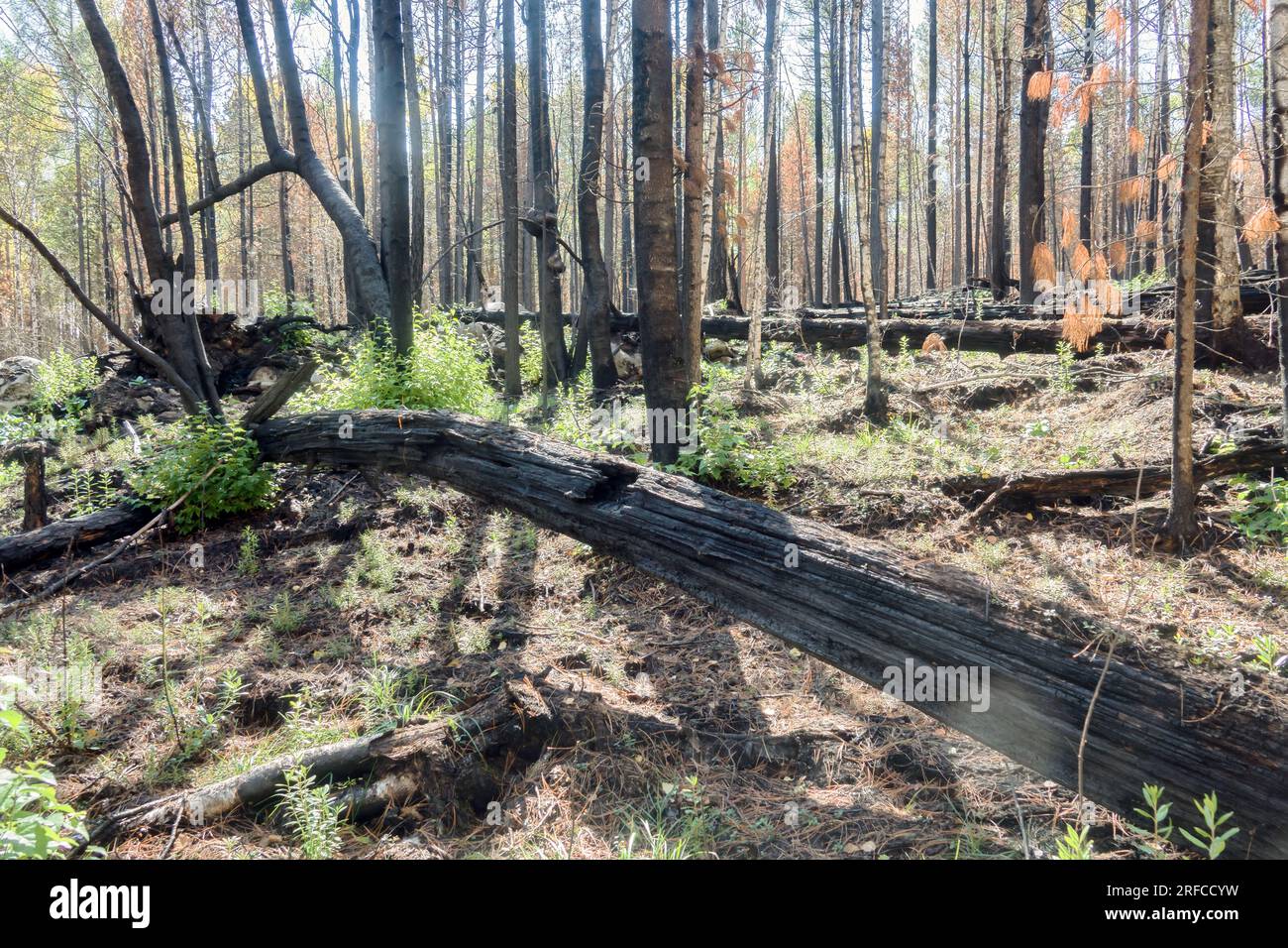 Fire-damaged forest, boreal forests. Burnt boreal forests. Wildfire low ...