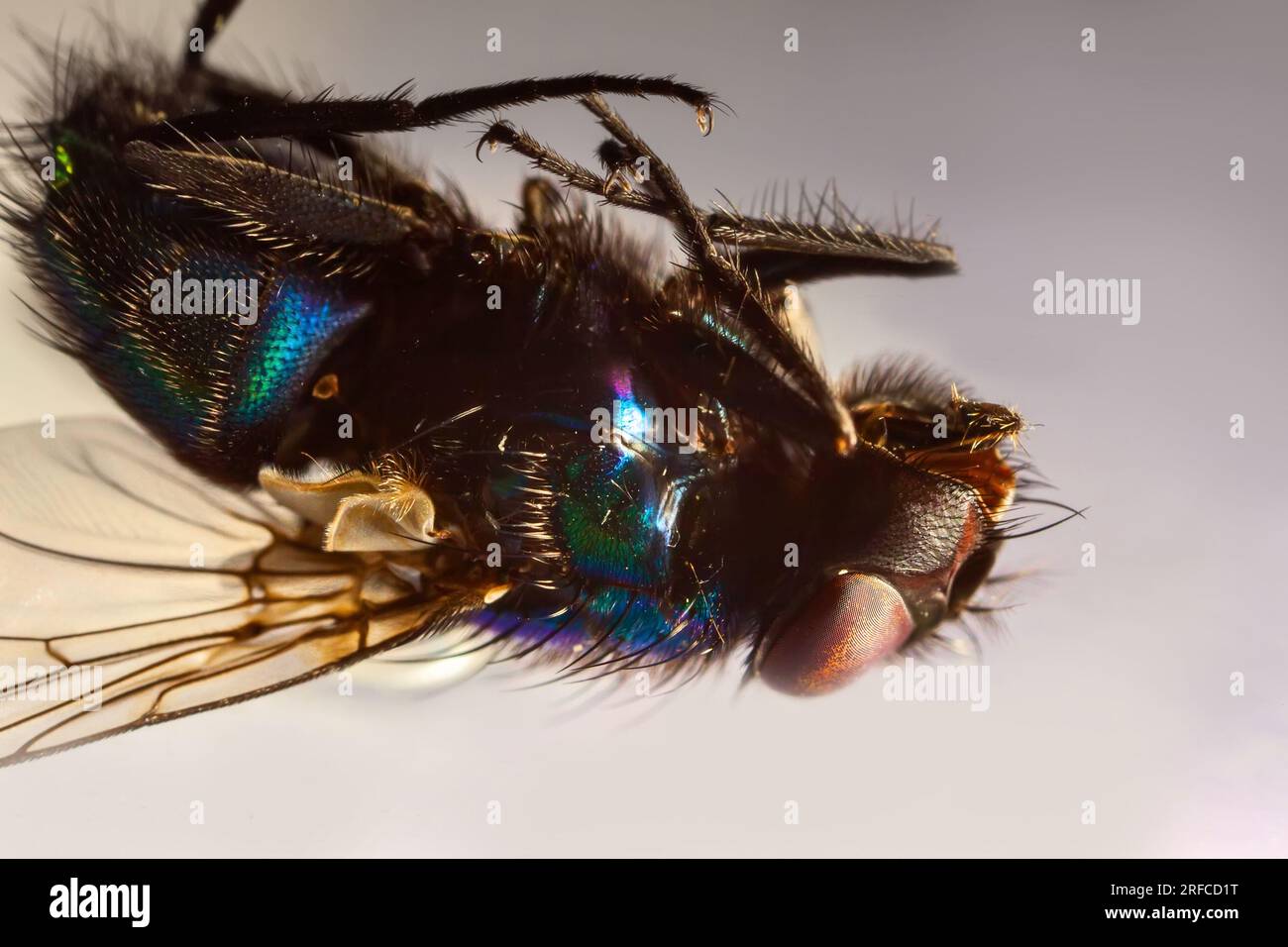Dead blue bottle fly (Calliphora vomitoria). This cadaver fly spreads ...