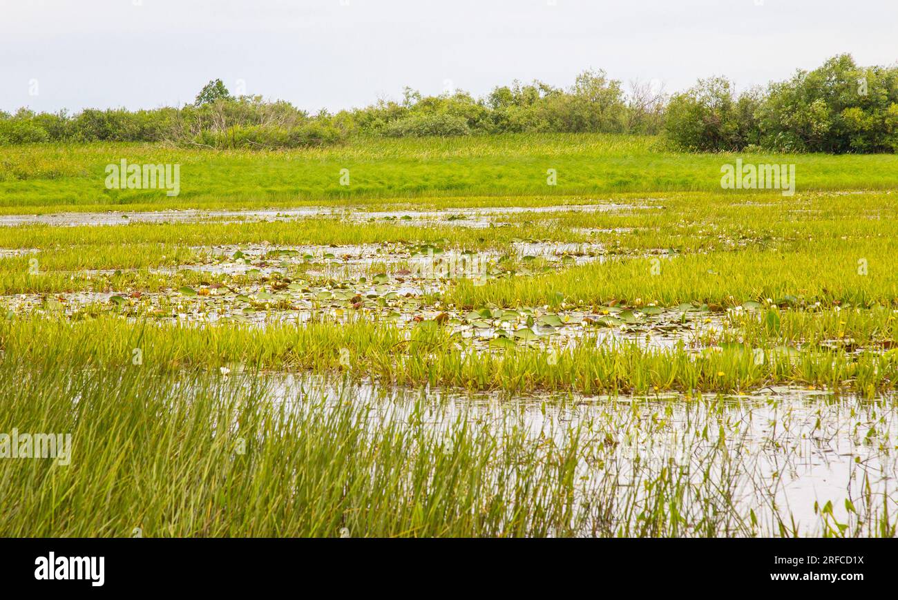 Deep pool, broad after flooding, flood meadows in flat river valley ...
