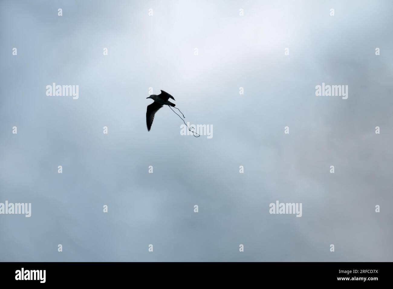 Seagull in flight entangled in a plastic rope. Garbage problems in ...