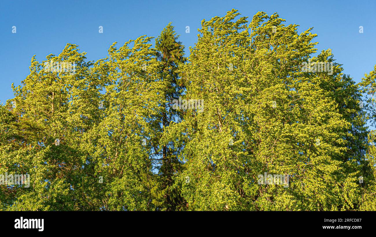 Strong wind in the northern summer forest. Aspens and birches bend ...