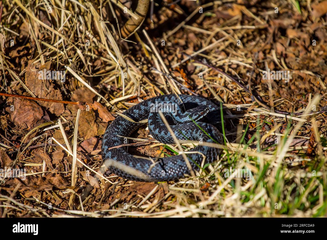 Animal color polymorphism. A rare intermediate form of adder(Vipera ...