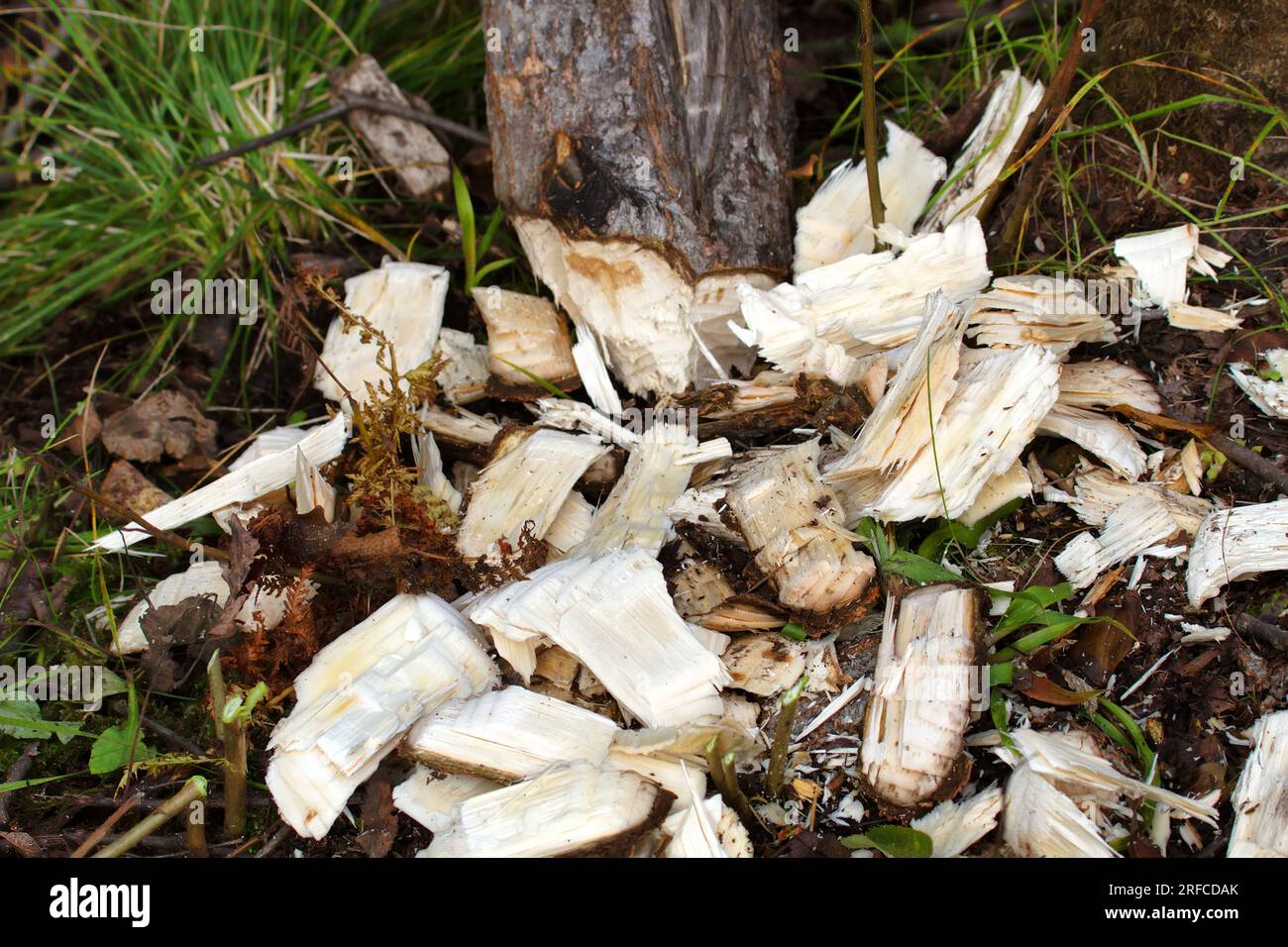Beaver activities hi-res stock photography and images - Alamy