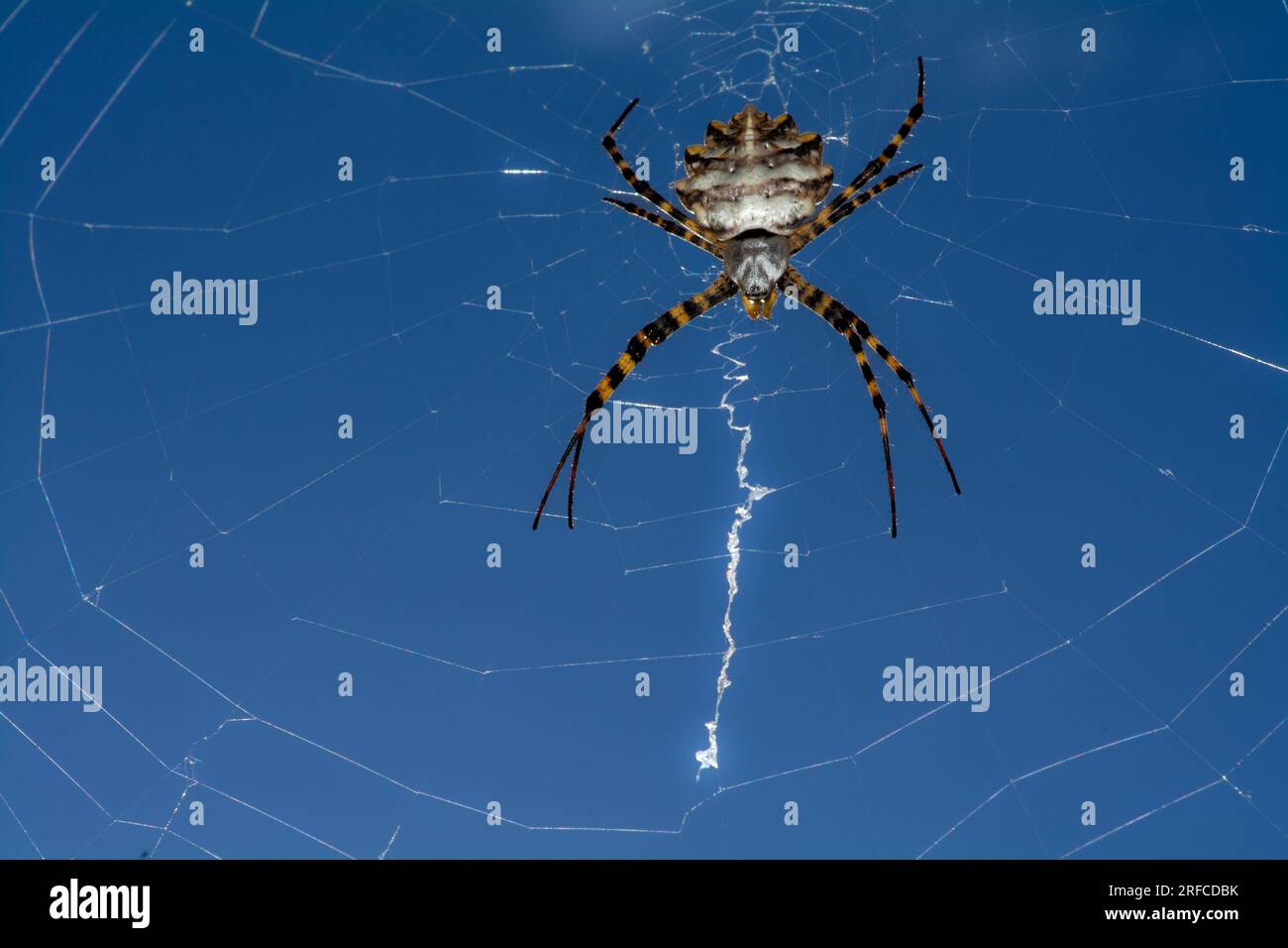 Argiope lobata spider and web Stock Photo - Alamy