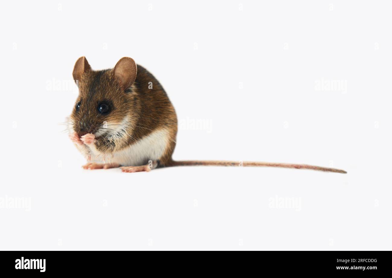 Theriology. Mouse-like rodents of boreal forests, north-east of Europe ...