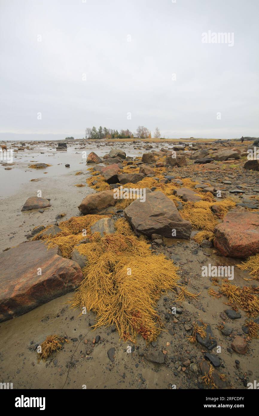 Knotted wrack algae hi-res stock photography and images - Alamy