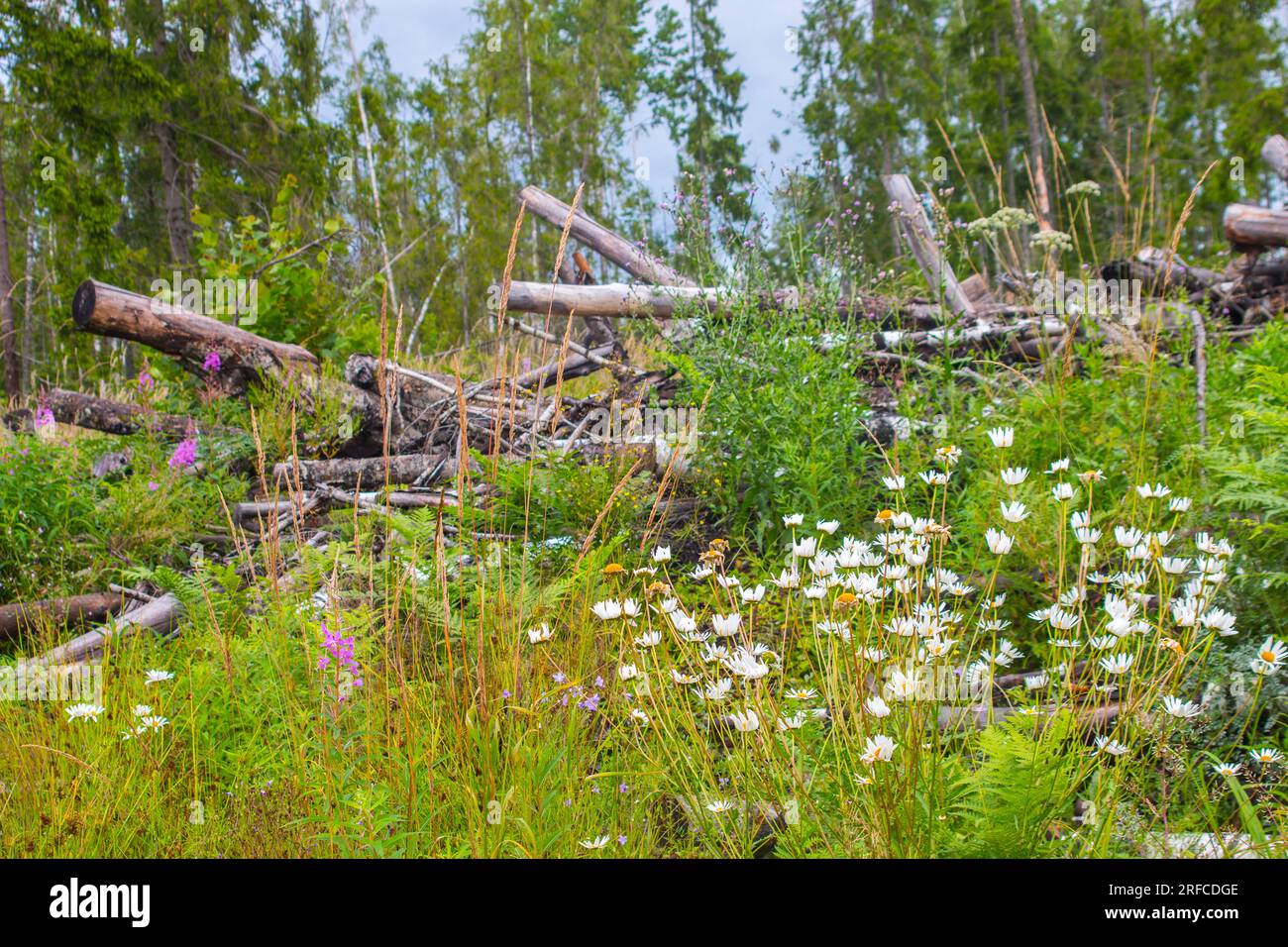 Logging residues (felling waste) are thrown at the site of the former ...