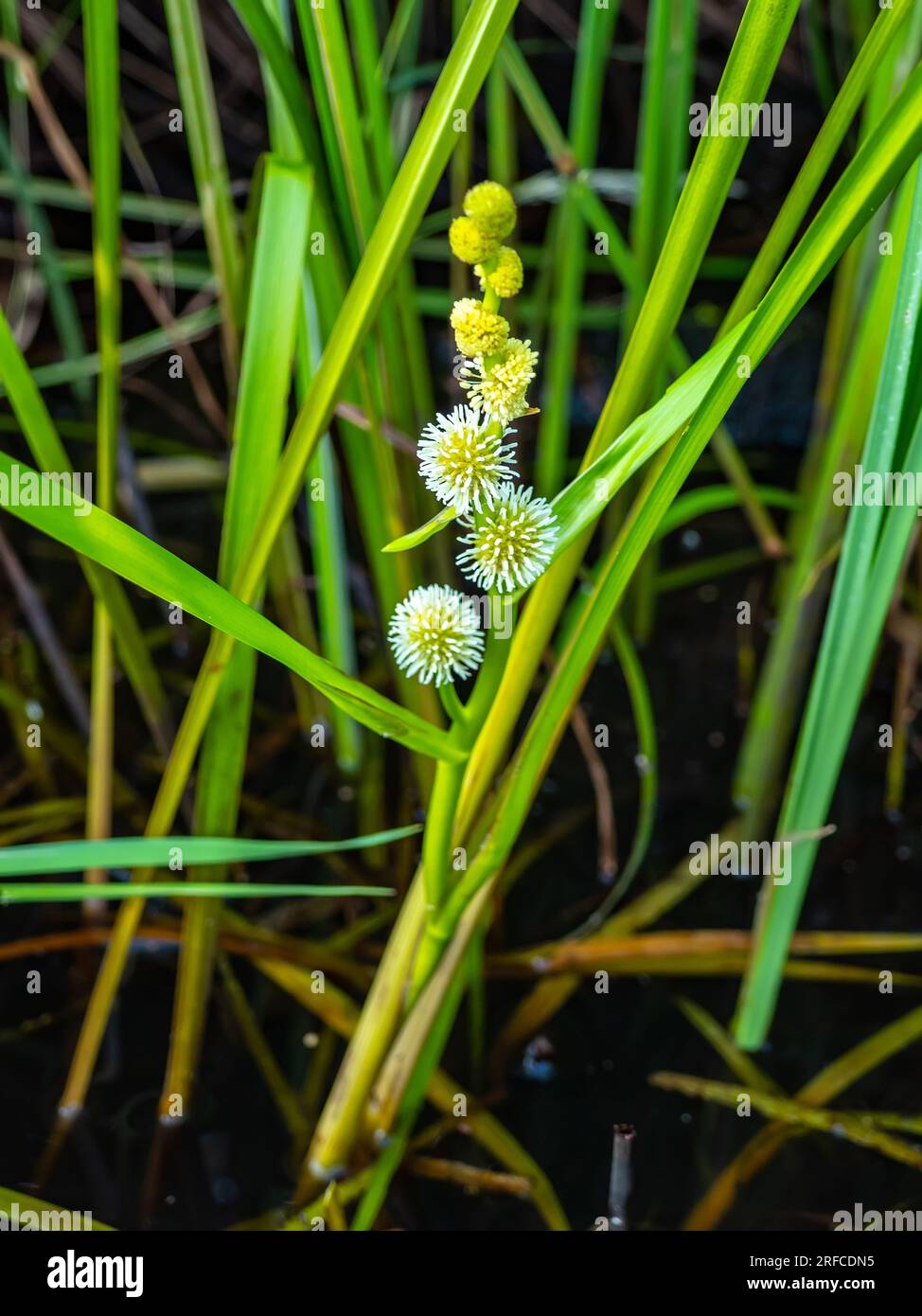Helium. Unbranched burr (Sparganium simplex) plant in heavily ...