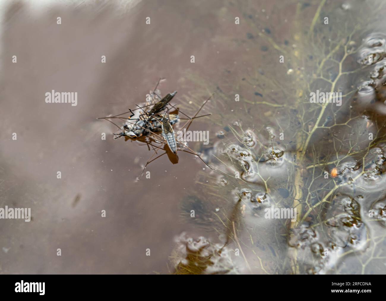 Insects appetitive behavior. Two Common pond skater (Gerris lacustris ...