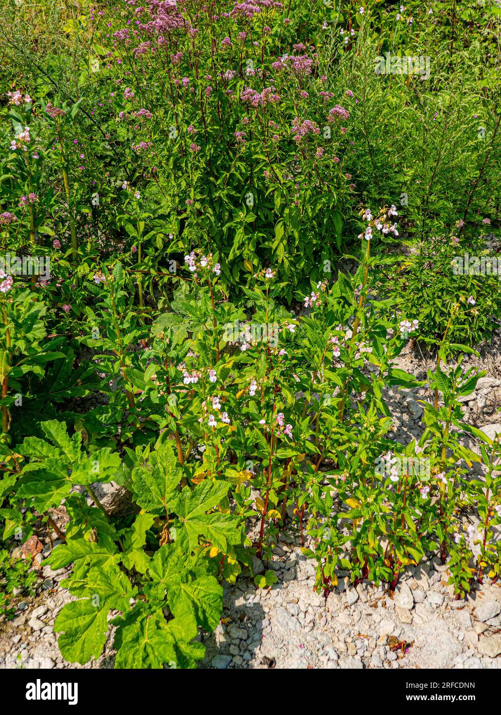 Plants that live in limestone outcrops: calciphil (lime-loving crop ...