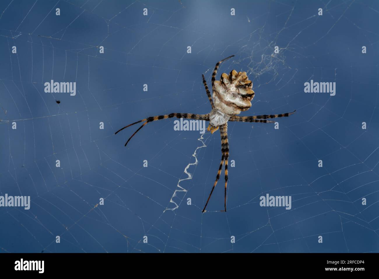 Argiope lobata spider and web Stock Photo - Alamy